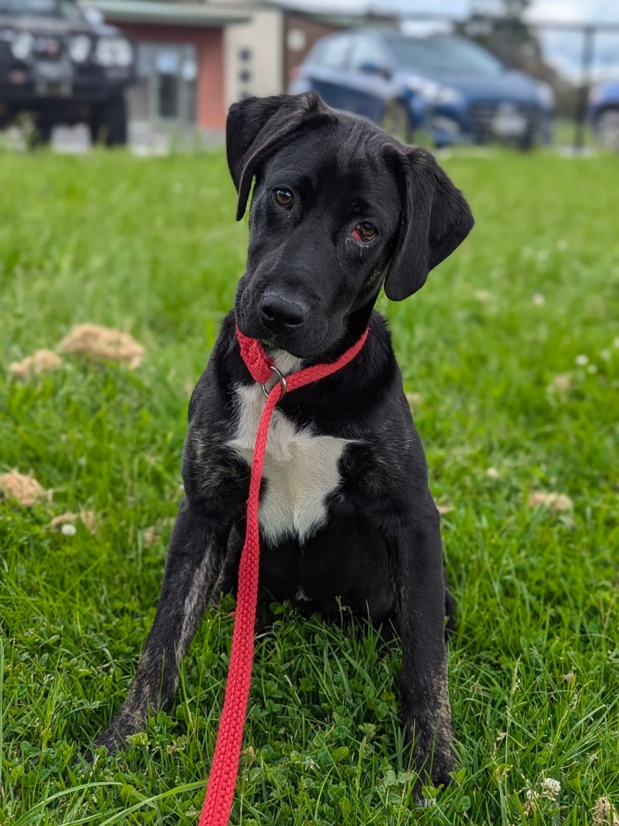 Chips - Large Female Neapolitan Mastiff x Rottweiler Mix Dog in VIC ...