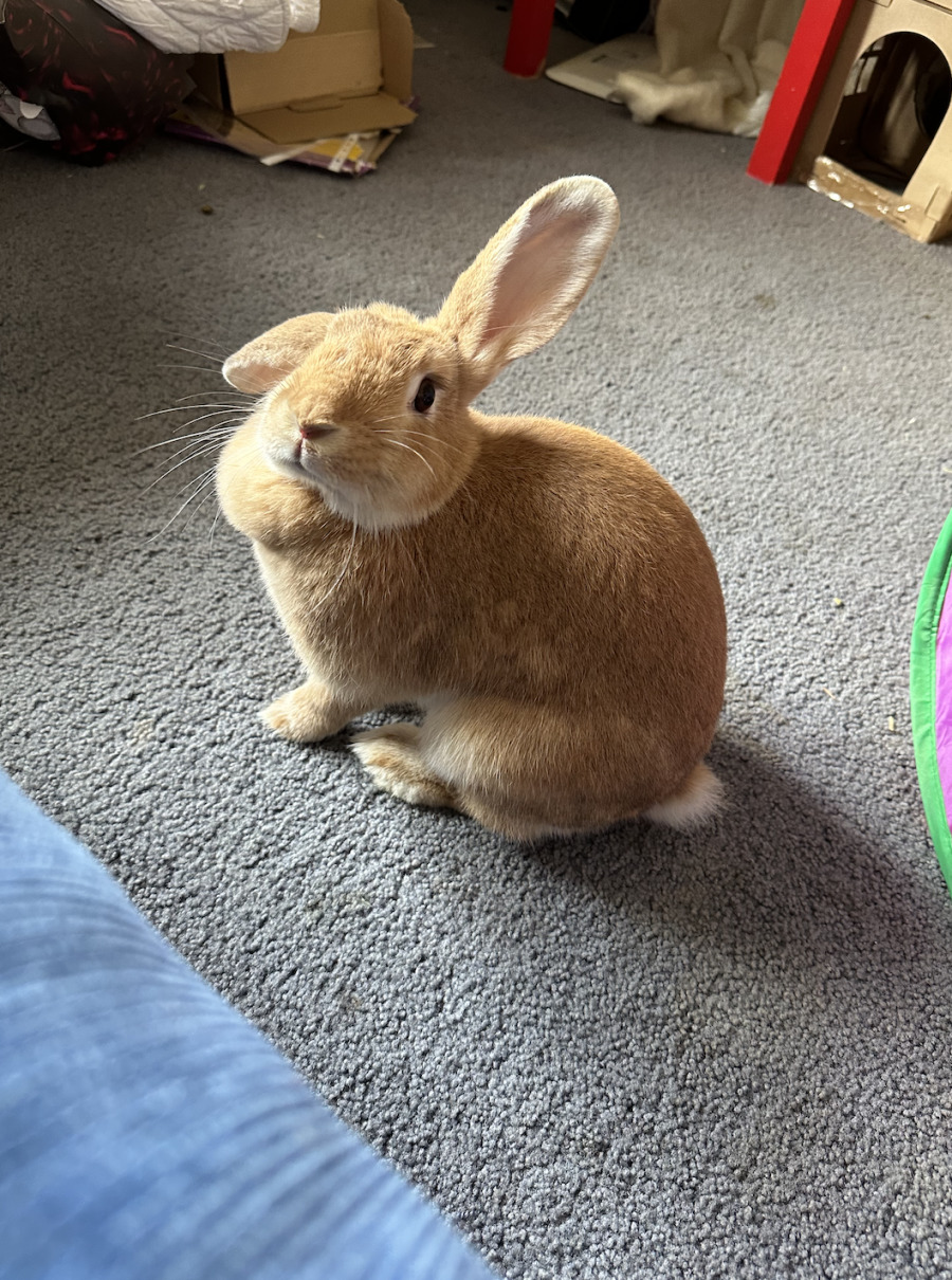 Gladys - Female Rabbit in WA - PetRescue