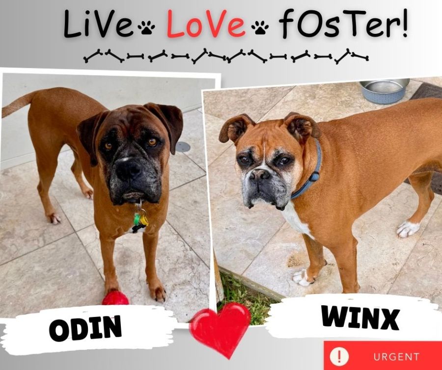 Winx and Odin - Medium Male Boxer Dog in QLD - PetRescue