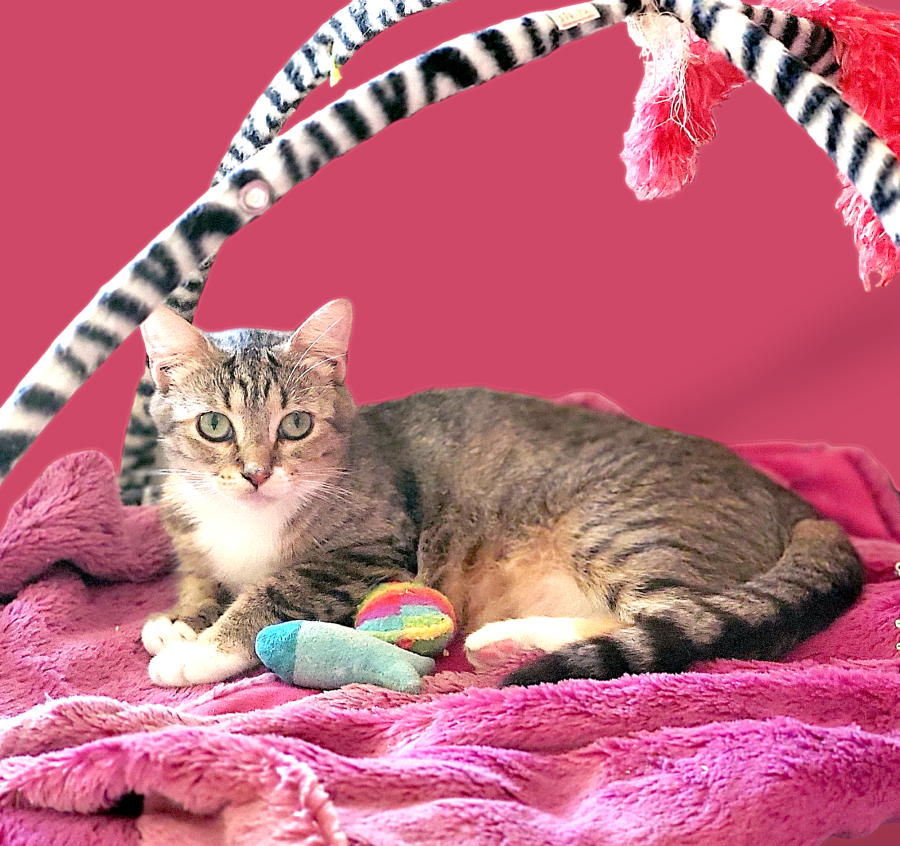 Swifty - Female Domestic Short Hair (DSH) Cat in VIC - PetRescue