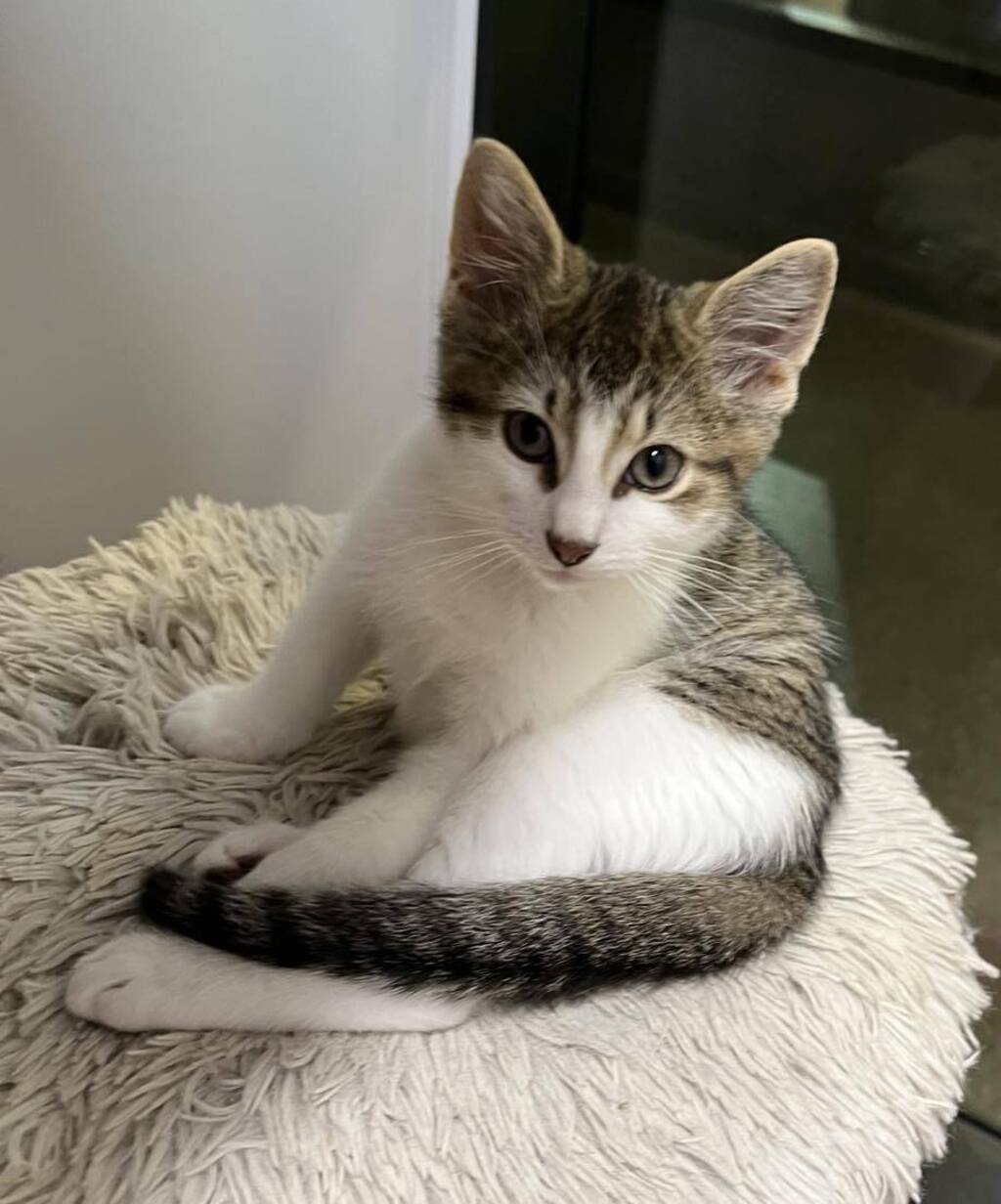 Tandy - Male Domestic Short Hair Mix Cat in QLD - PetRescue