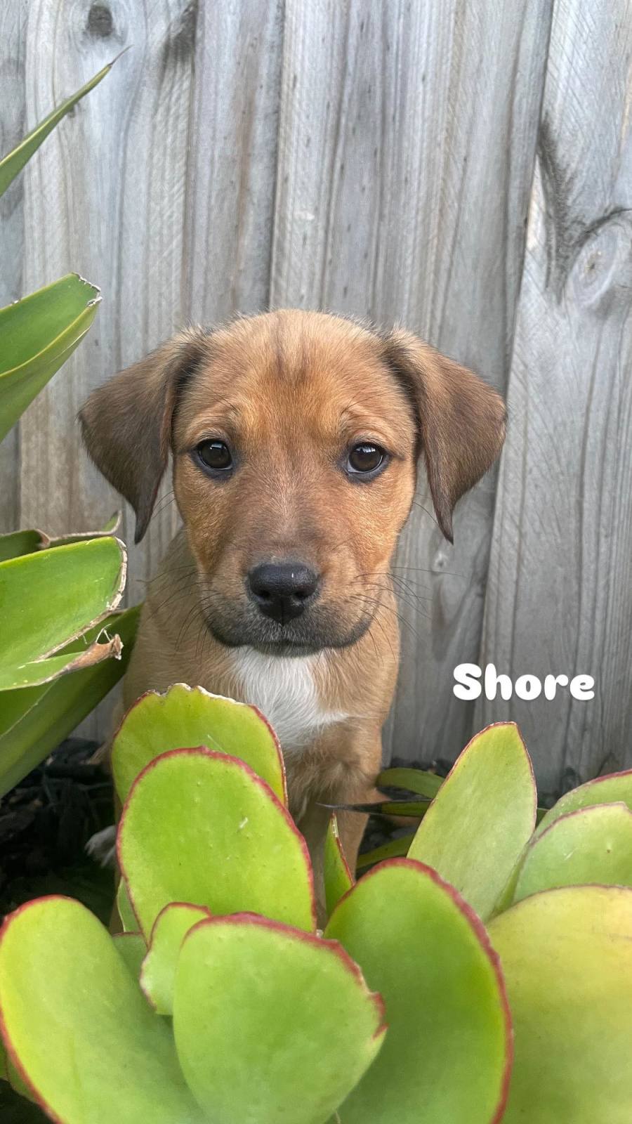 The Water Litter - Medium Female Staffordshire Bull Terrier Mix Dog in ...