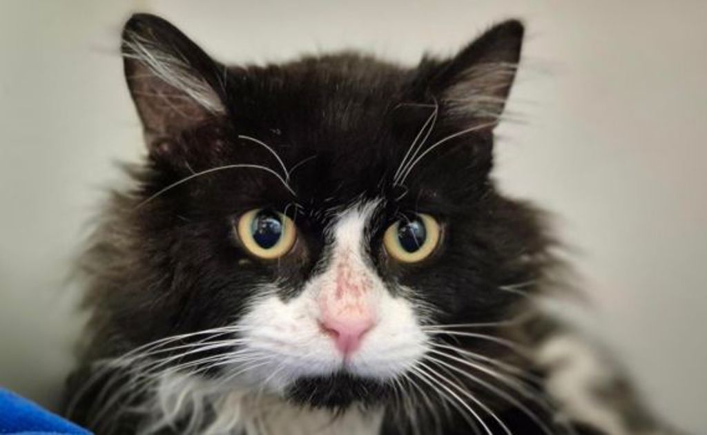 Ernest Hemingway - Male Domestic Medium Hair Mix Cat in VIC - PetRescue