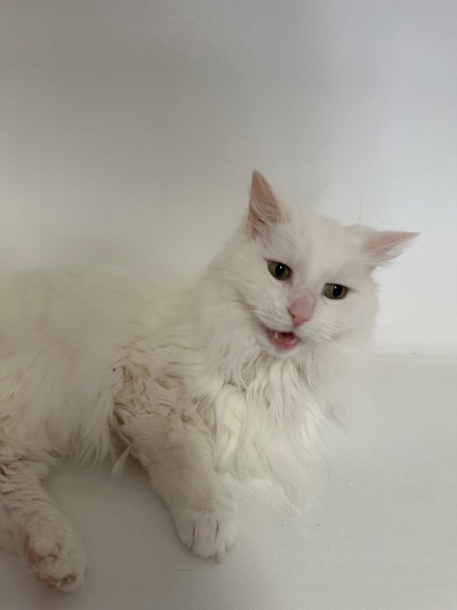 Oscar - Male Turkish Angora Mix Cat in VIC - PetRescue