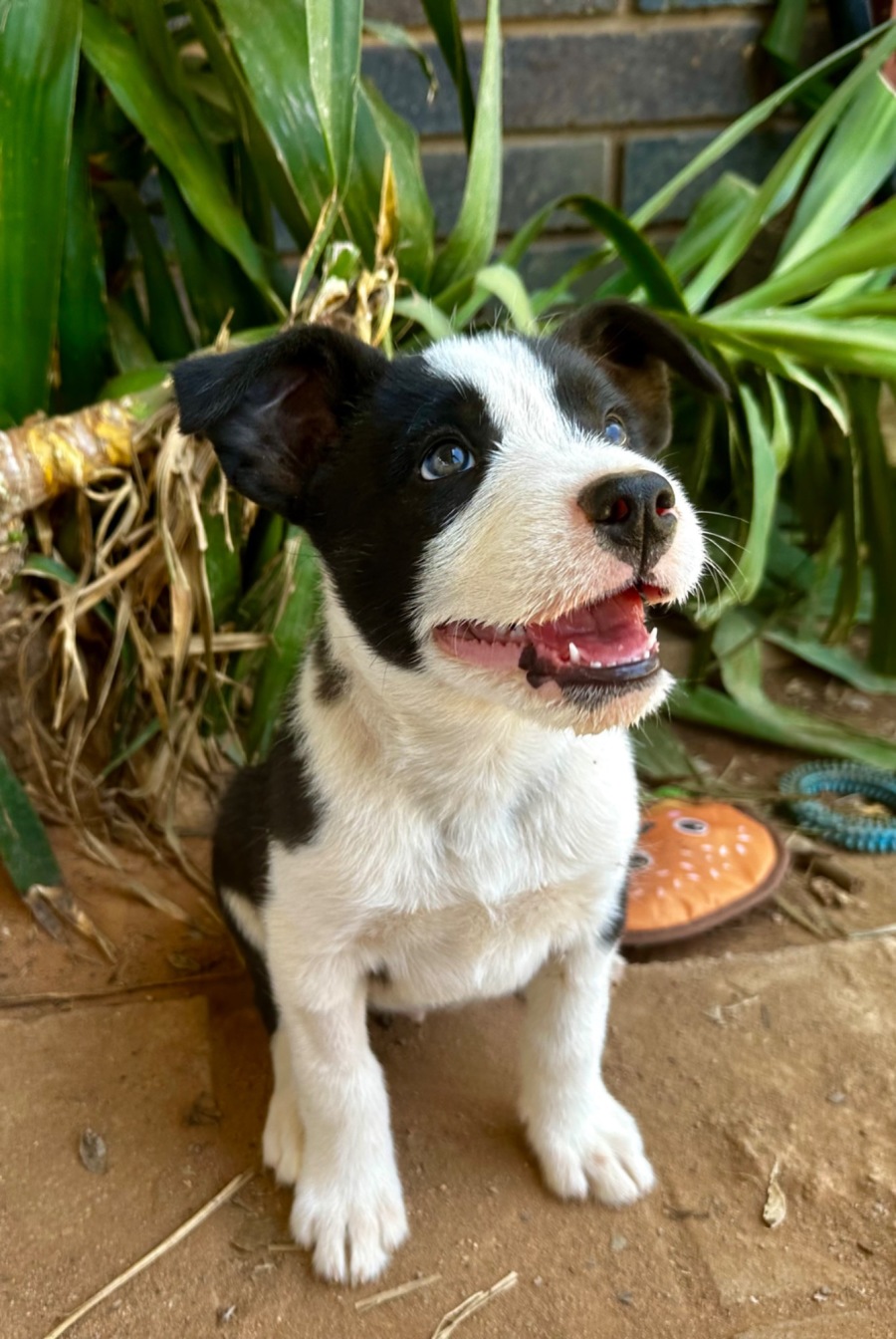 Noah - Large Male Border Collie x Irish Wolfhound Dog in VIC - PetRescue