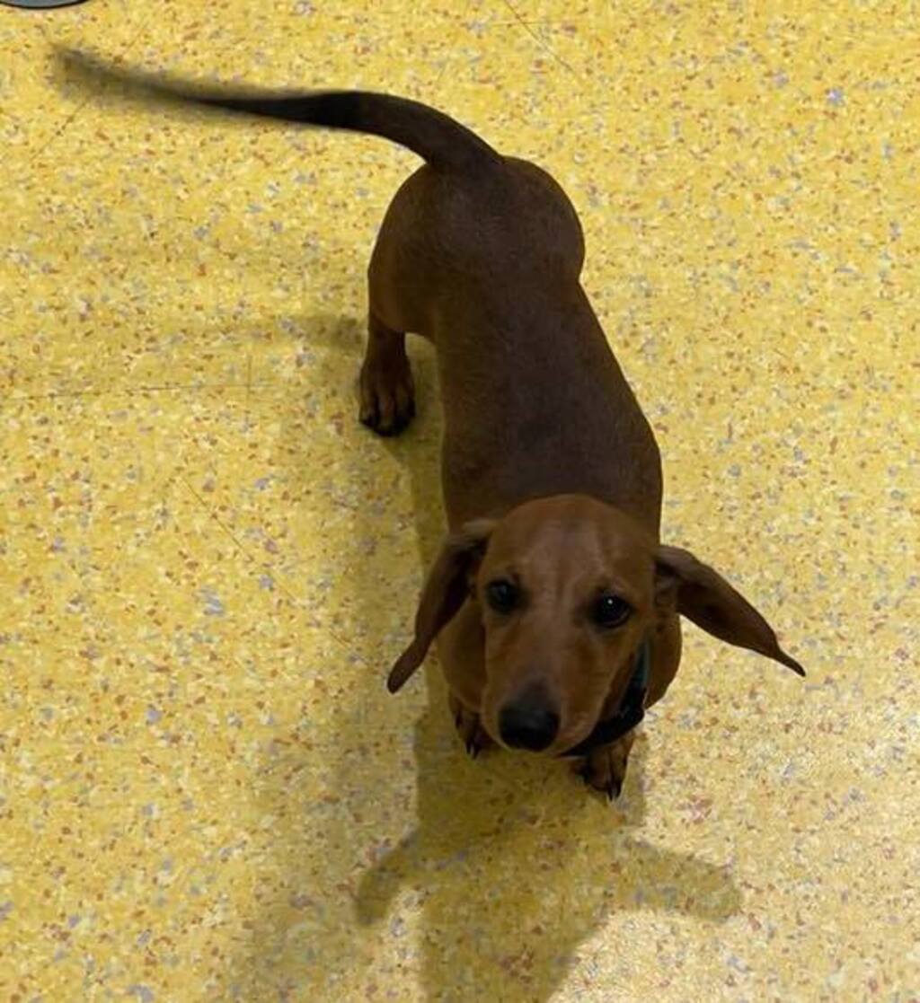 Snag - Small Male Dachshund, Miniature Mix Dog in QLD - PetRescue