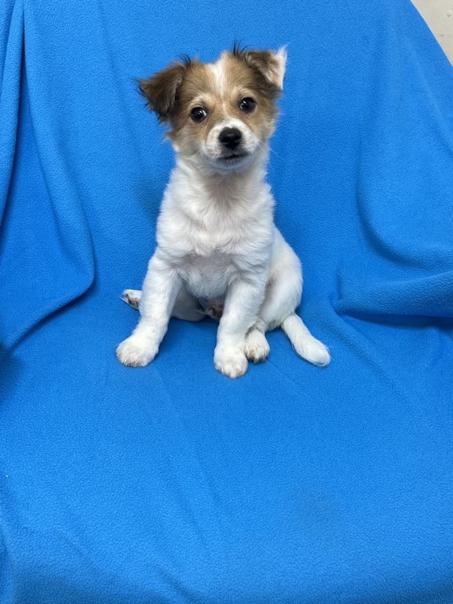 Ratchet - Small Male Mixed breed Dog in QLD - PetRescue