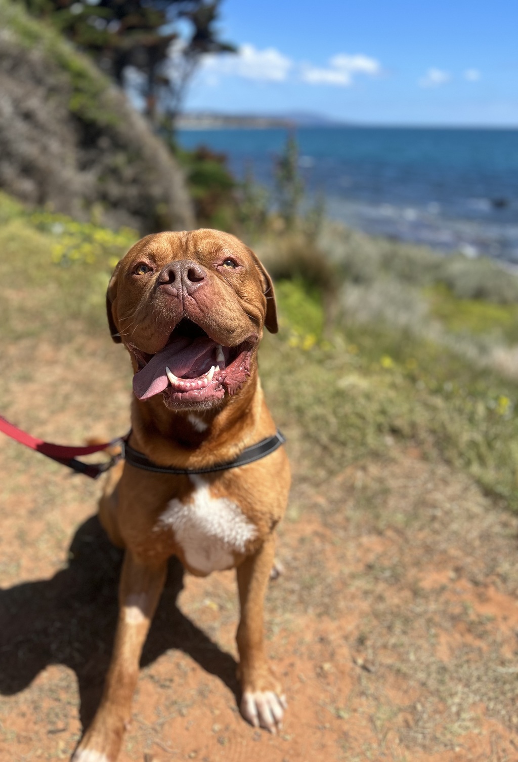 Apollo - Large Male Dogue De Bordeaux x Mastiff Dog in VIC - PetRescue