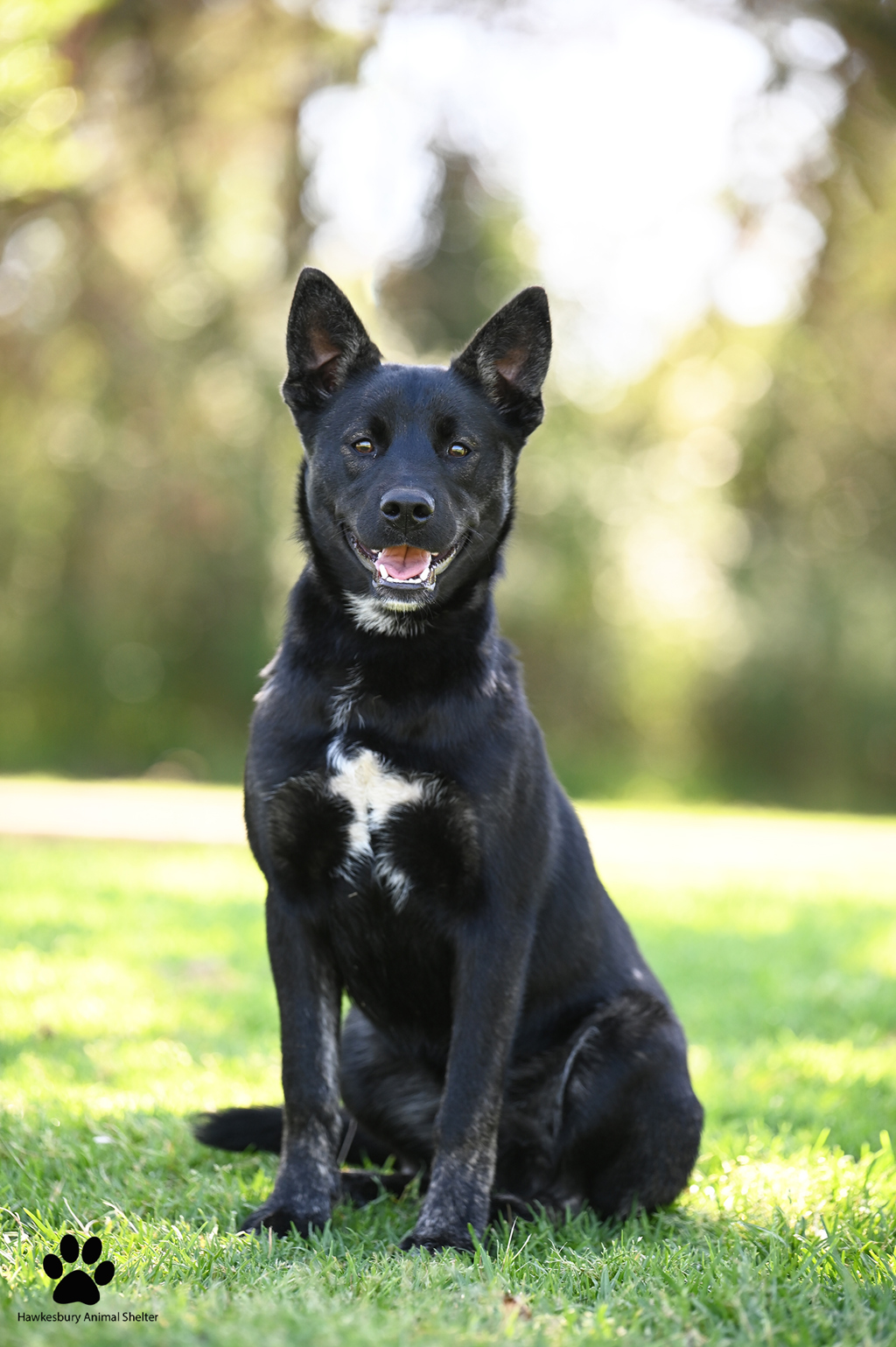 Jett - Medium Male Dutch Shepherd x Mixed Mix Dog in NSW - PetRescue