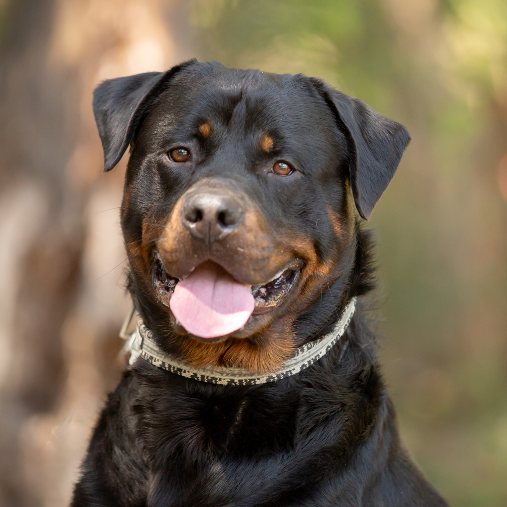 Kujo (previously Rusty) - Large Male Rottweiler Mix Dog in QLD - PetRescue