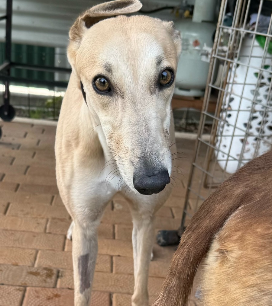 Ruby - Large Female Greyhound Dog in NSW - PetRescue