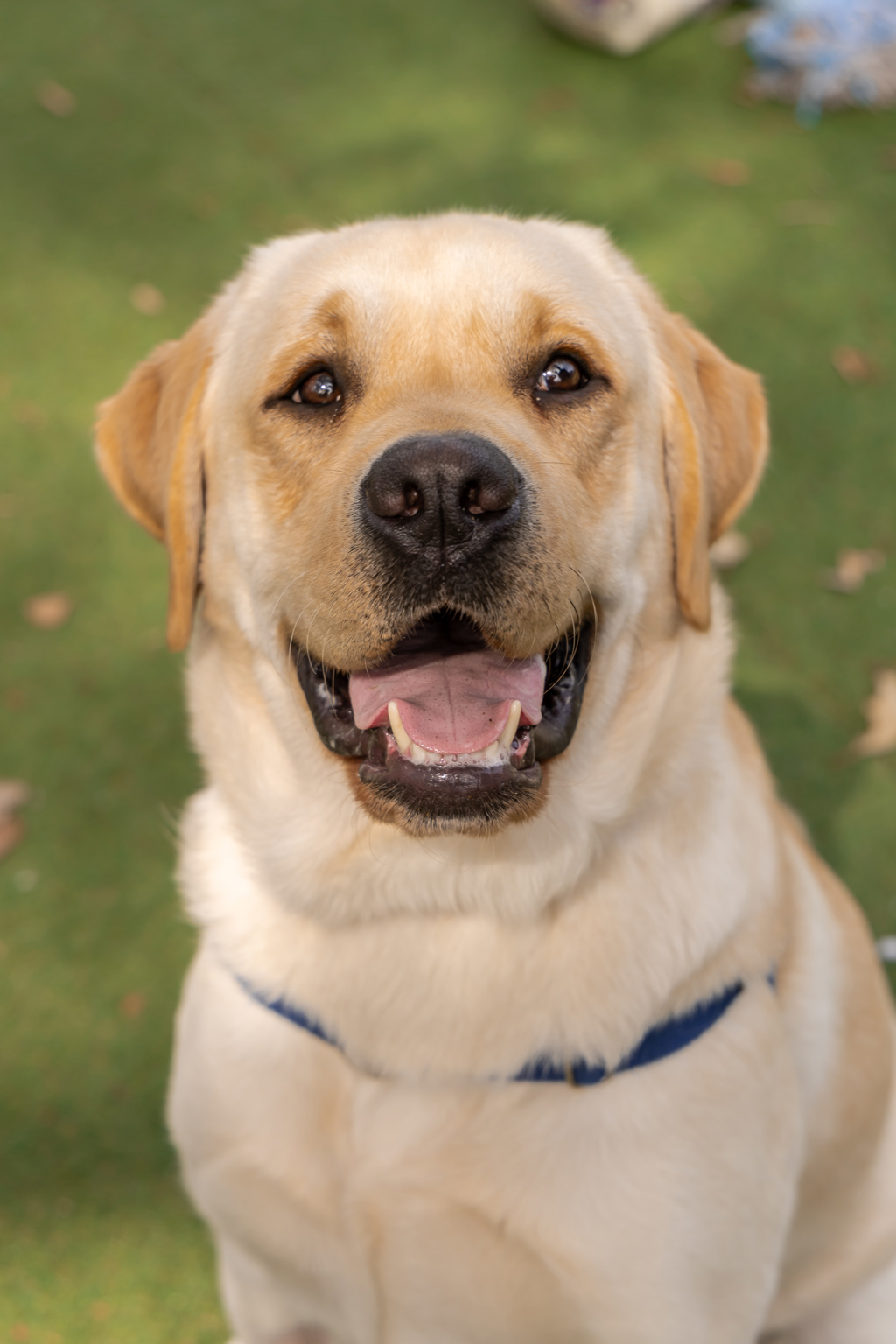 Archie - Medium Male Labrador Retriever Mix Dog in NSW - PetRescue