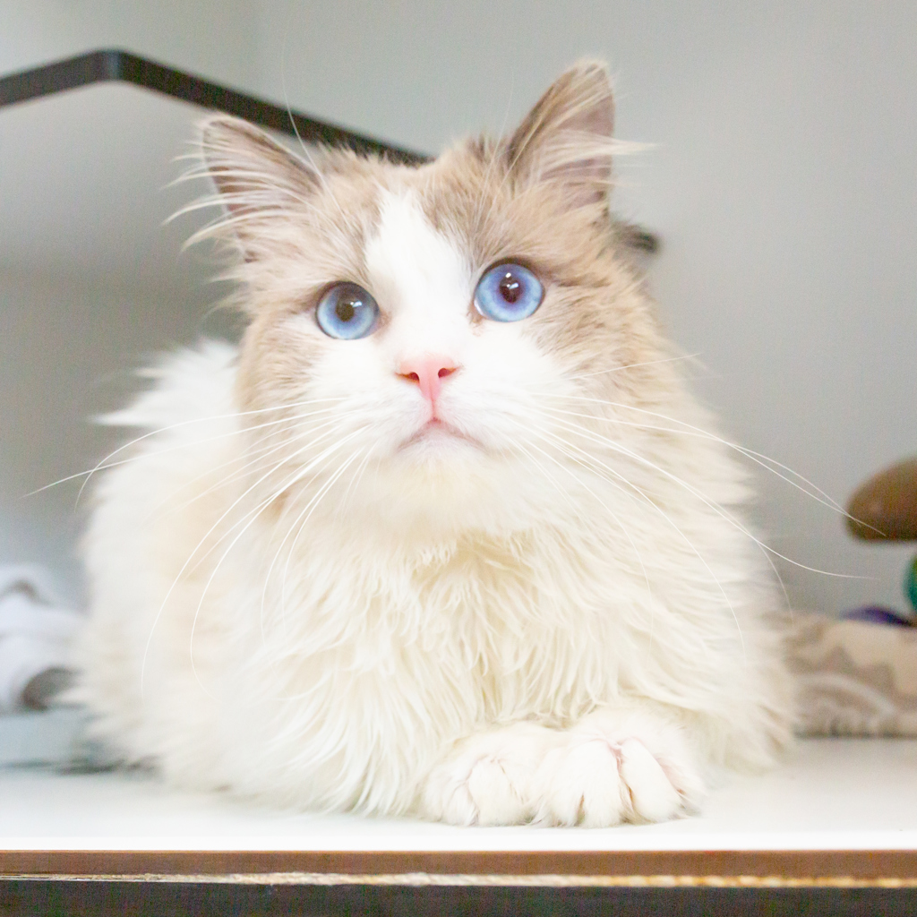 Pepe - Male Ragdoll Mix Cat in QLD - PetRescue