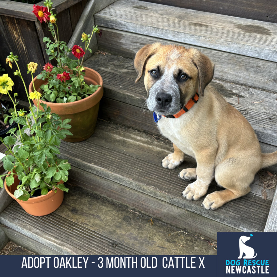 Oakley - 12 Week Old Cattle Dog X Mastiff (Trial) - Large Male ...