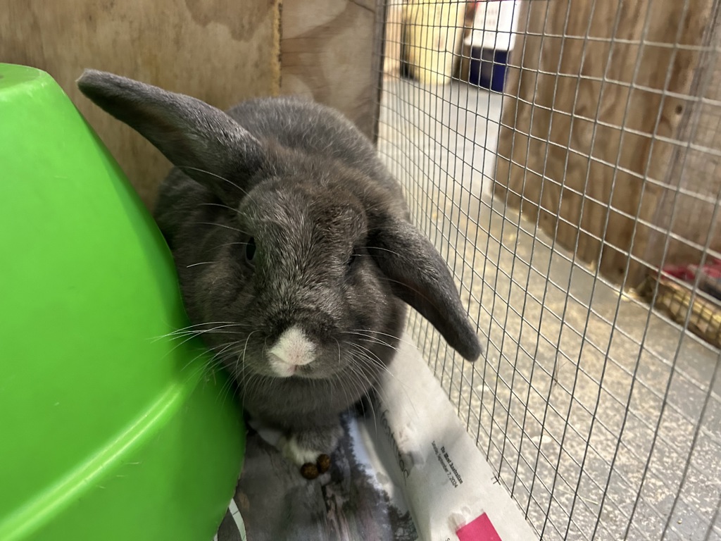 Smokey - Male Dwarf Lop Mix Rabbit in WA - PetRescue