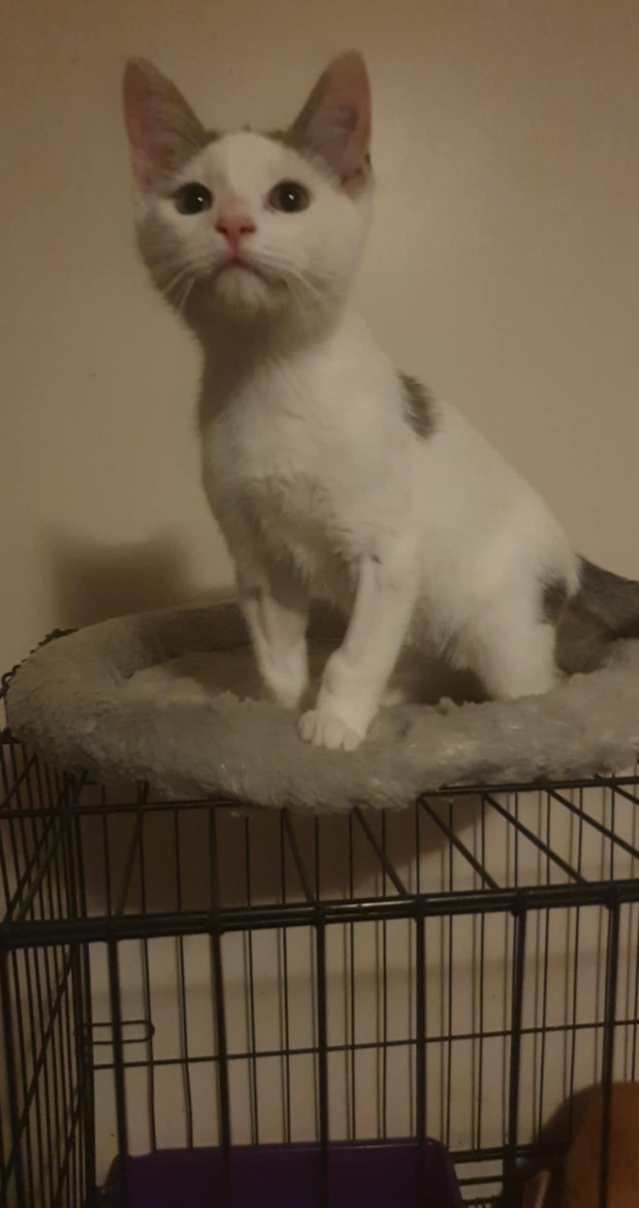 Ibrahim - Male Domestic Short Hair (DSH) Cat in NSW - PetRescue