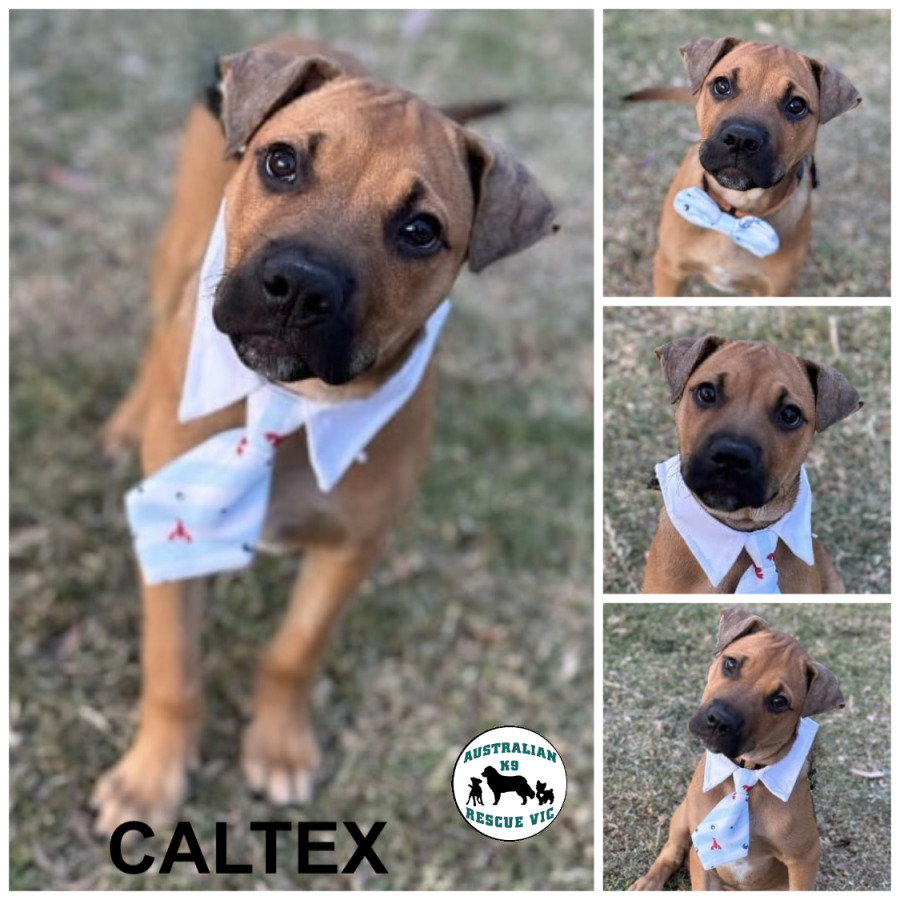 Caltex - Medium Male Mastiff Mix Dog in VIC - PetRescue