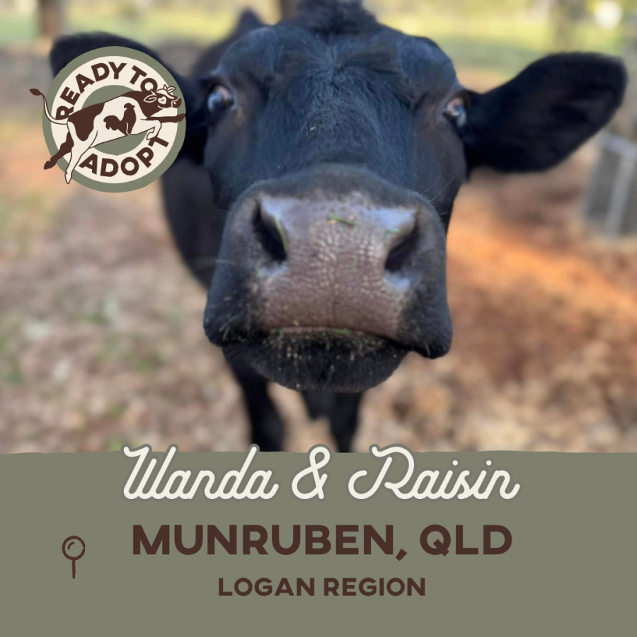 Raisin and Wanda - Female Cow in QLD - PetRescue