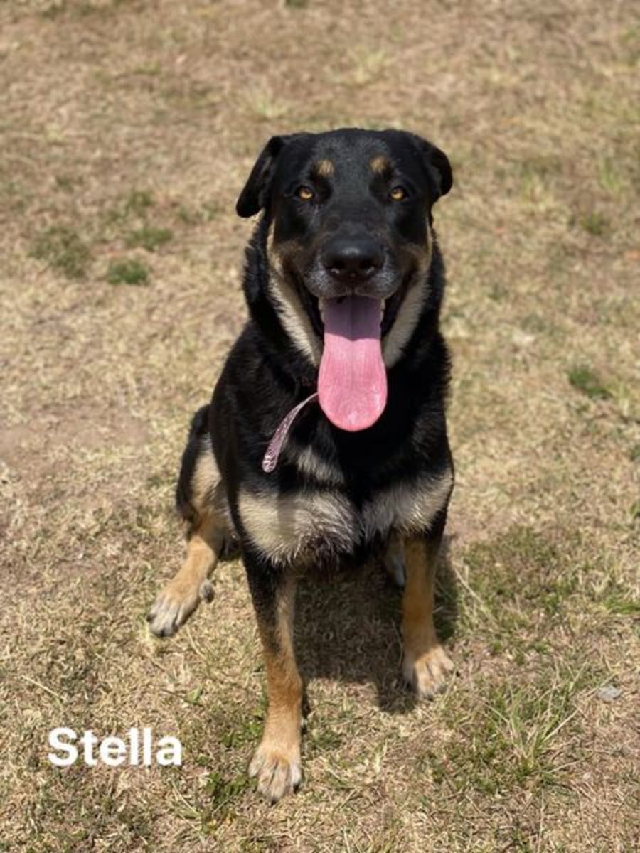 Stella - Large Female German Shepherd Dog Mix Dog in QLD - PetRescue