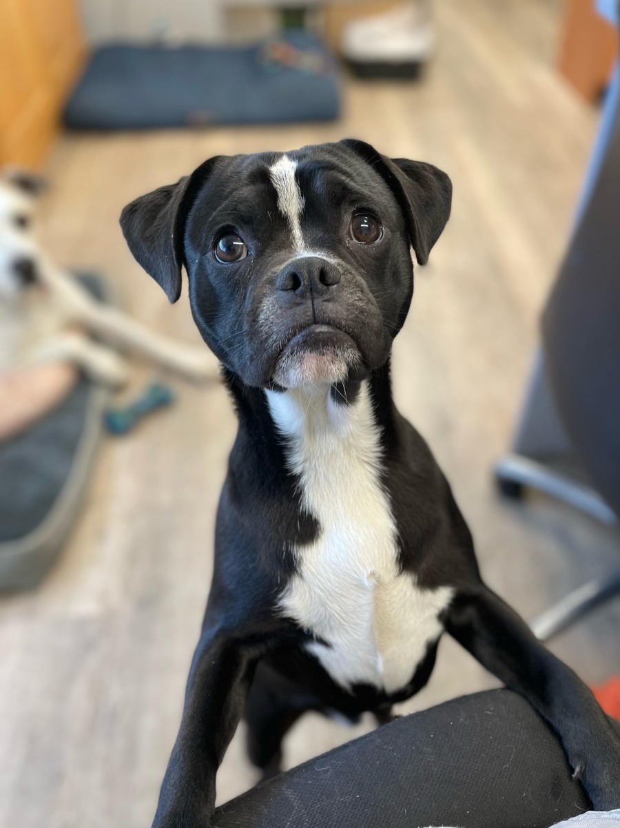 Screech - Small Male Pug x Jack Russell Terrier Mix Dog in NSW - PetRescue