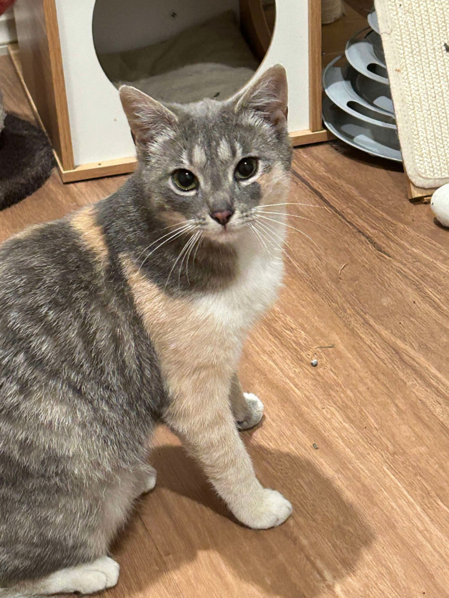 Shell - Female Domestic Short Hair (DSH) Cat in VIC - PetRescue