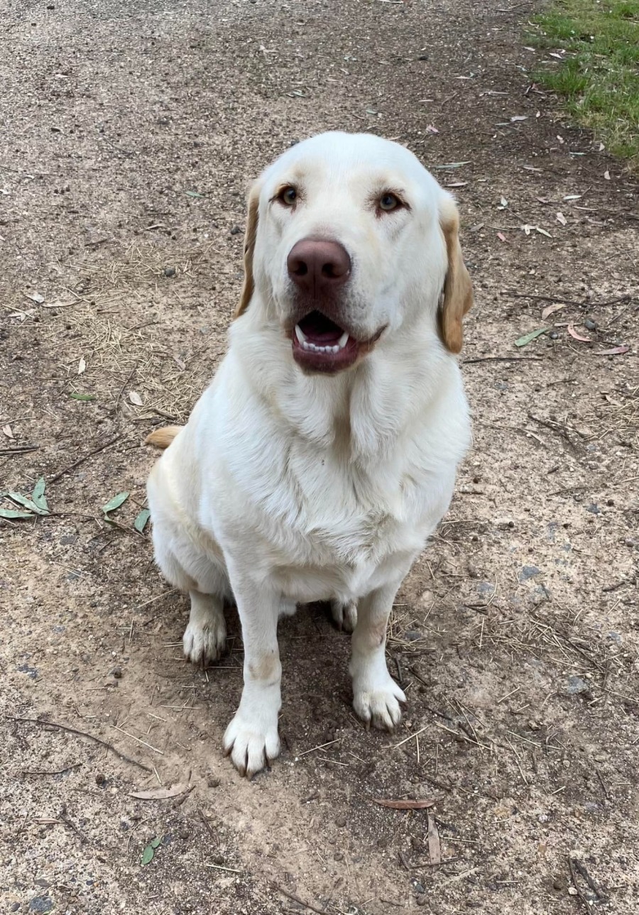 Max - Medium Male Labrador Retriever Dog in VIC - PetRescue
