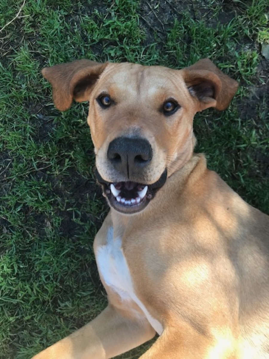 Nala - Medium Female Rhodesian Ridgeback x Beagle Mix Dog in VIC ...