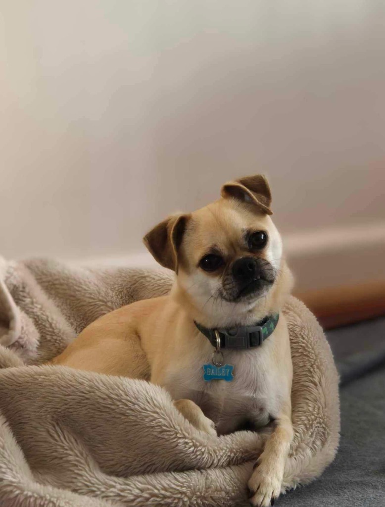 Bailey - Small Male Cavalier King Charles Spaniel x Pug Mix Dog in VIC ...