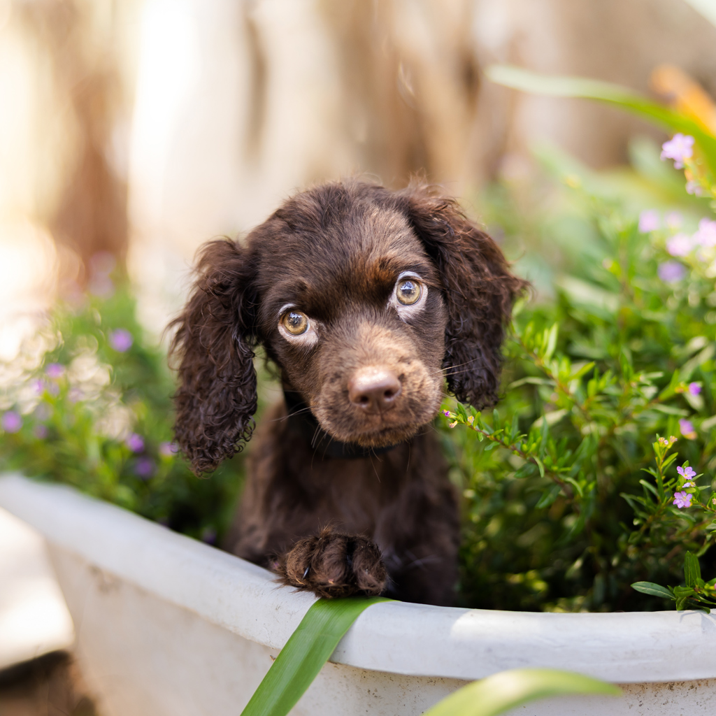 Hershey - Small Female Cavalier King Charles Spaniel x Cavoodle Mix Dog ...