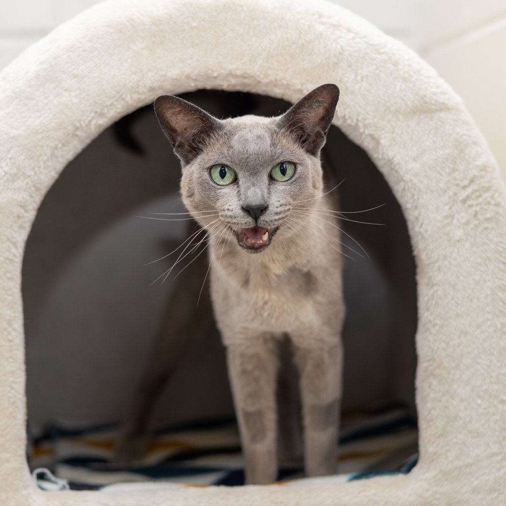 Minxy - Female Tonkinese Mix Cat in QLD - PetRescue