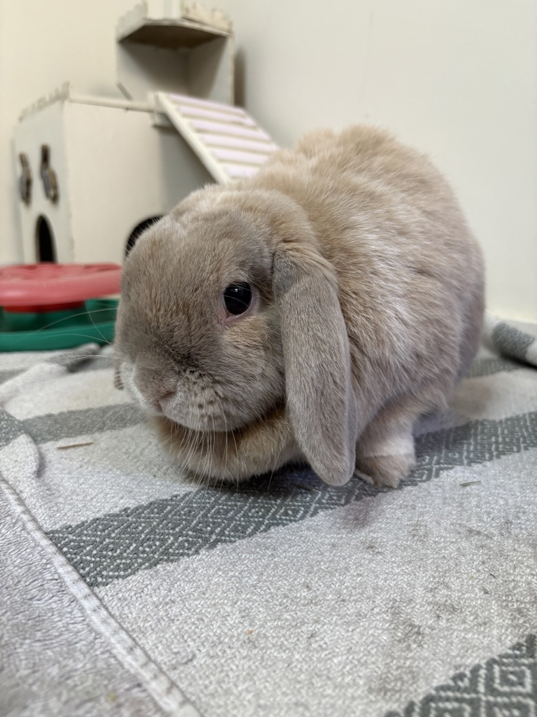 Bagel - Male Lop Eared Mix Rabbit in NSW - PetRescue