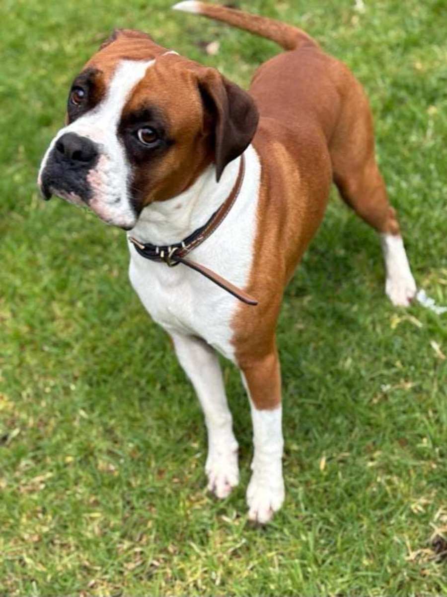 Bull - Medium Male Boxer Dog in NSW - PetRescue