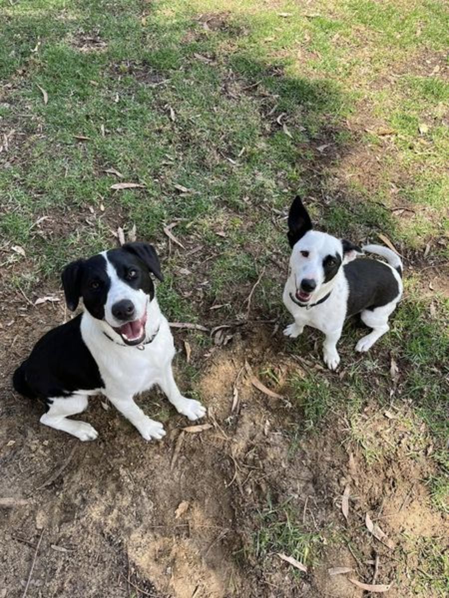 Bull and Frederick - Small Male Jack Russell Terrier x Border Collie ...