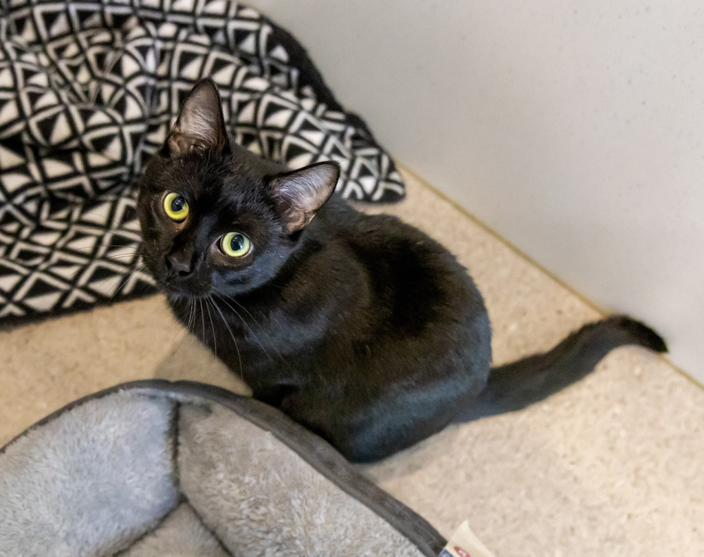 Dexter - Male Domestic Short Hair Mix Cat in NSW - PetRescue