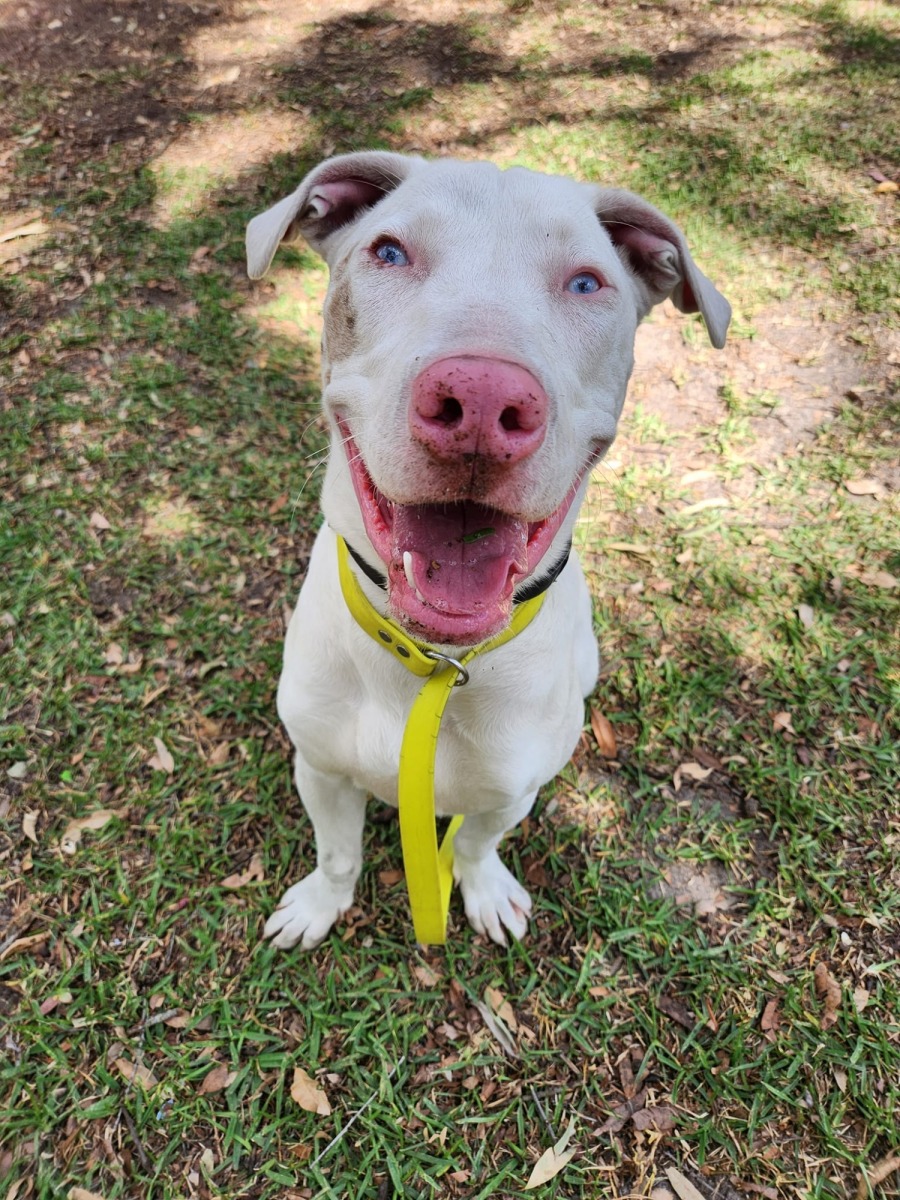 Pie - Large Male Bull Arab Dog in QLD - PetRescue