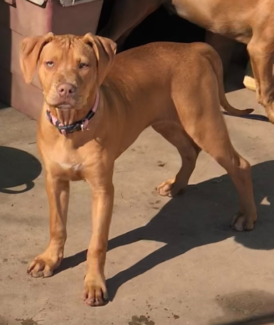 Merryn - Medium Female Rhodesian Ridgeback Mix Dog in NSW - PetRescue