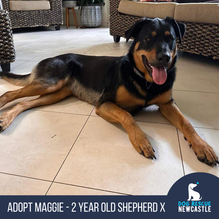 Maggie - 2 Year Old Shepherd X Rottweiler (Trial) - Large Female German ...