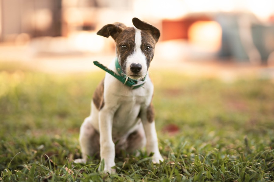 Sally - Medium Female Boxer Mix Dog in QLD - PetRescue
