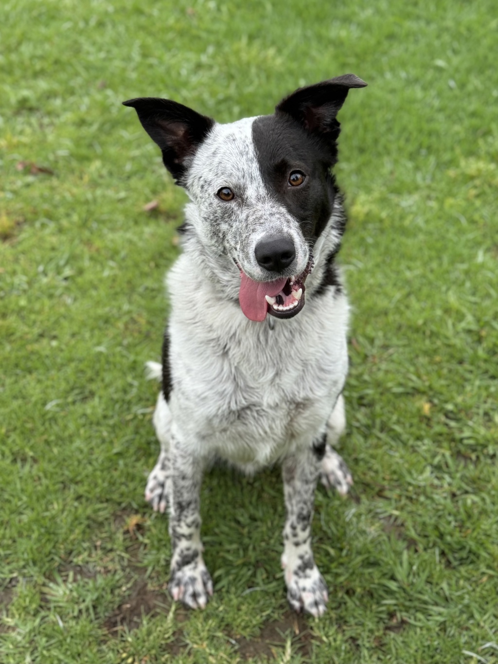 Charlie - Medium Male Border Collie x Australian Cattledog Mix Dog in NSW - PetRescue