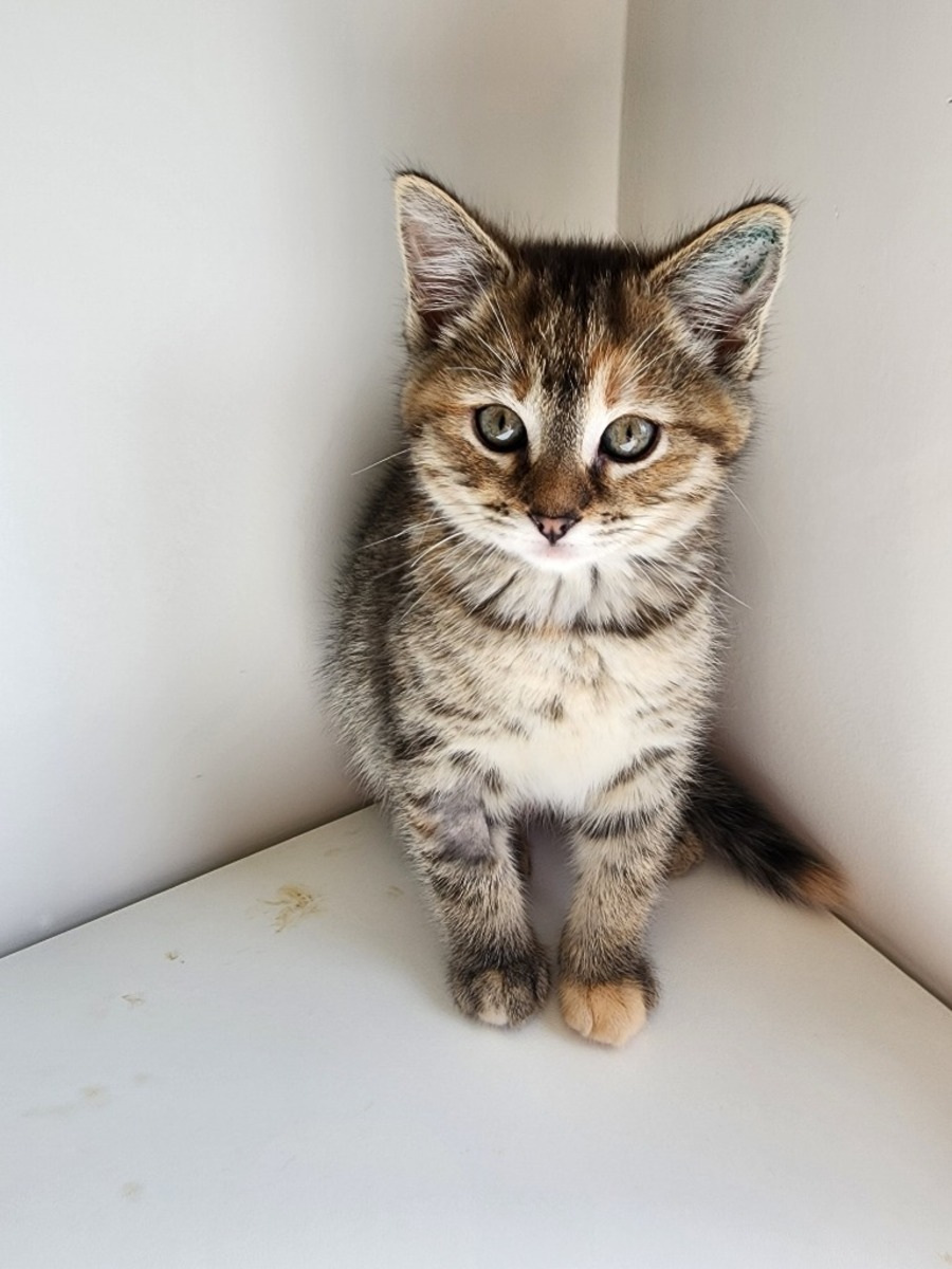 Wine and Dine Kittens - Male Domestic Long Hair (DLH) Cat in VIC ...