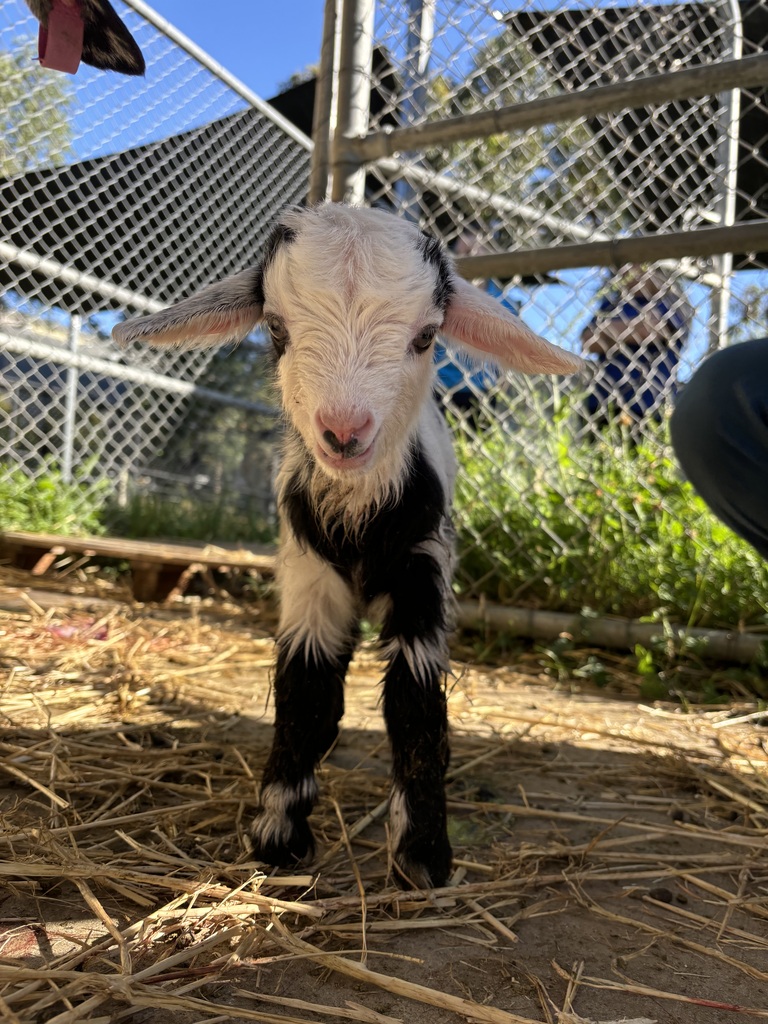 Maximus - Male Alpine Mix Goat in QLD - PetRescue