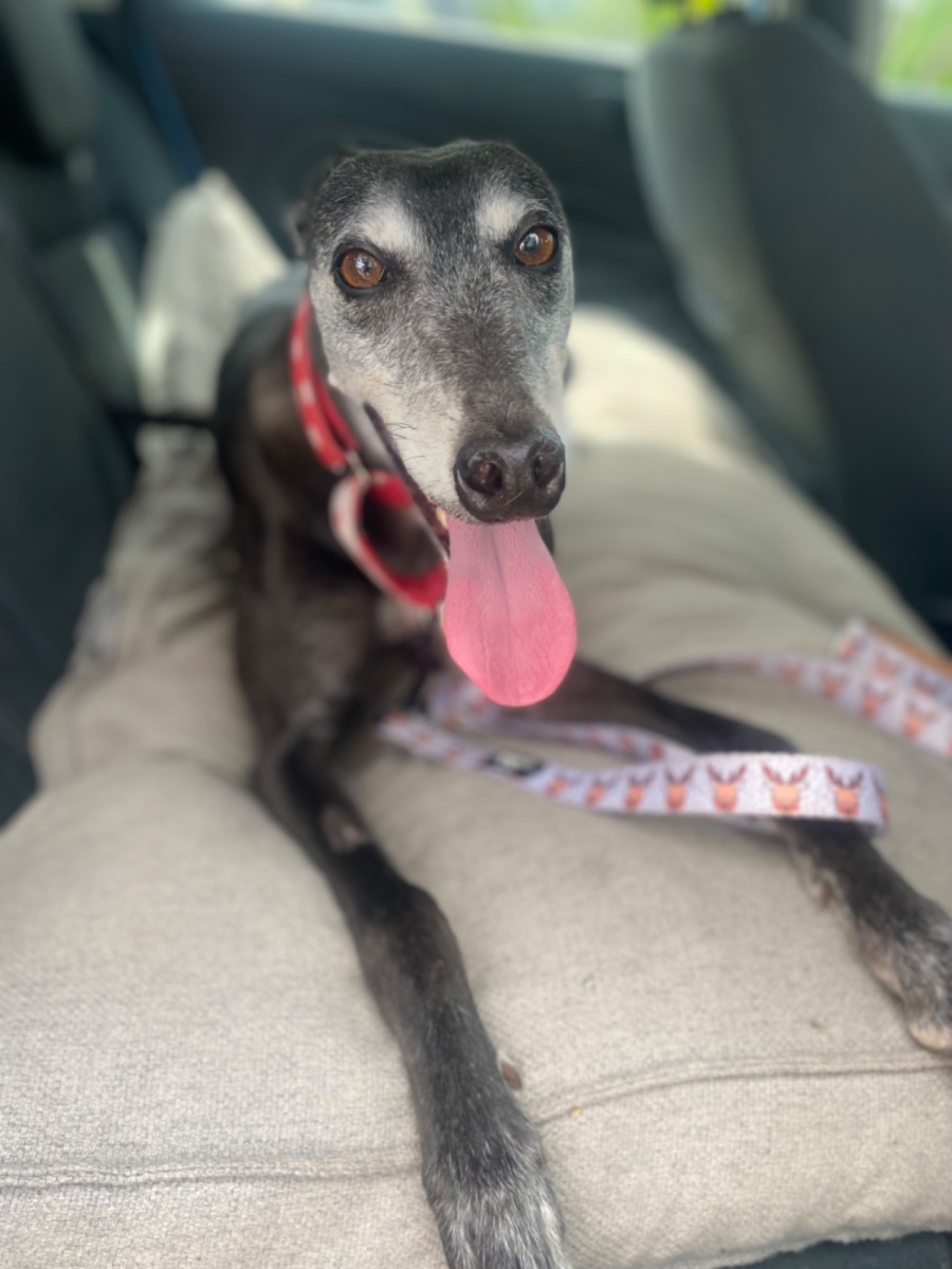 Tina - Large Female Greyhound Dog in NSW - PetRescue