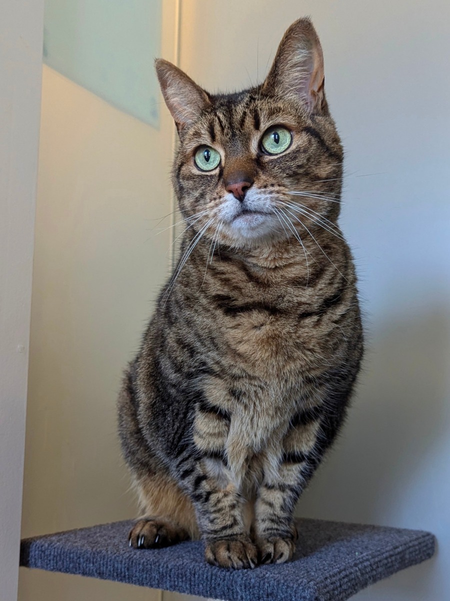 Ivy - Female Domestic Short Hair (DSH) Cat in VIC - PetRescue