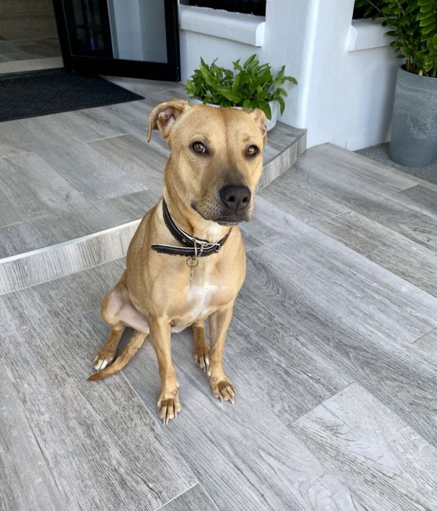 Custard - Medium Female Staffordshire Bull Terrier x Australian Kelpie ...