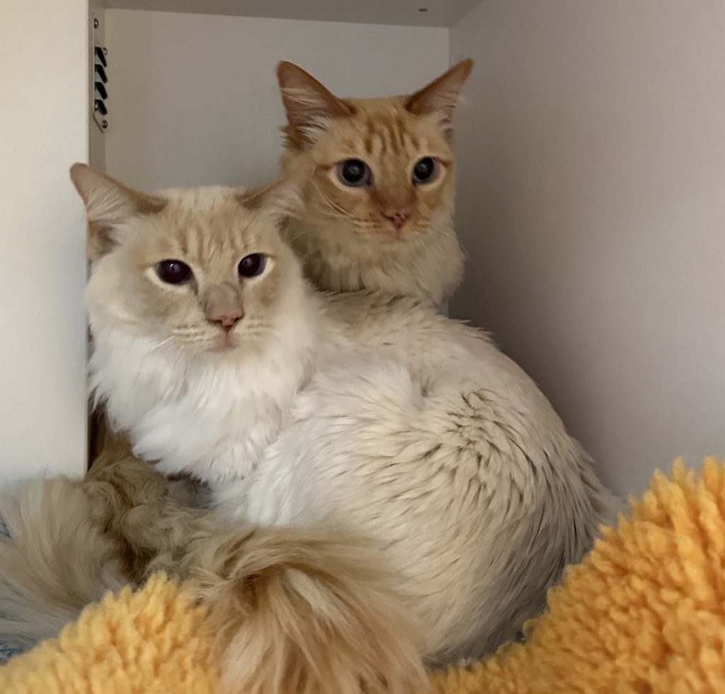 Dee Dee - Female Birman Mix Cat in VIC - PetRescue