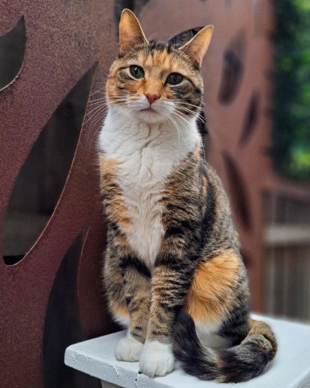 Tilly - Female Dsh Mix Cat in VIC - PetRescue