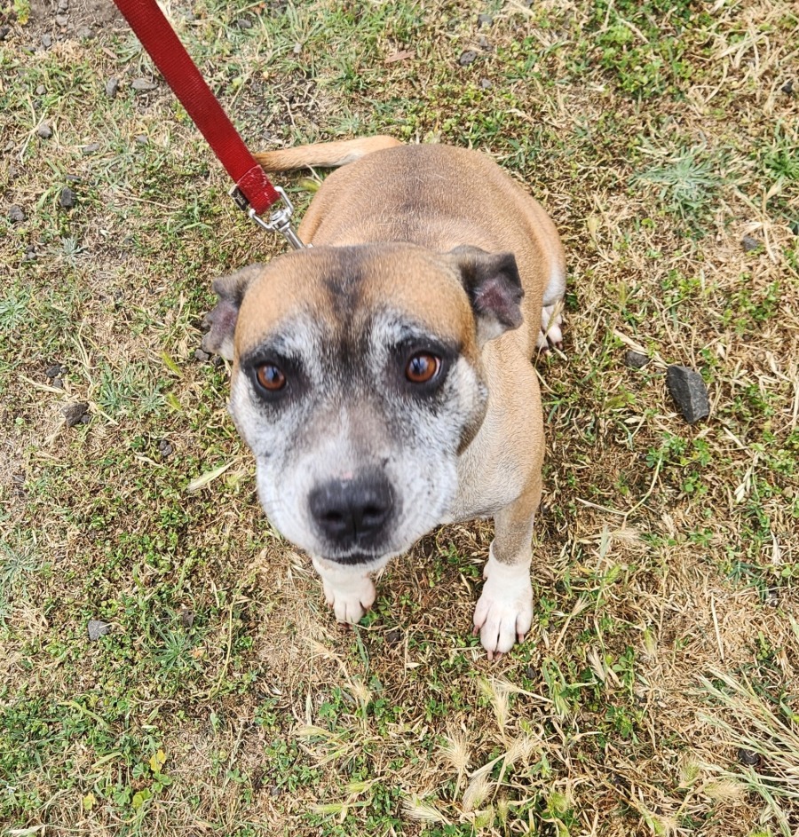 Dot (64541) - Medium Female Staffordshire Bull Terrier Mix Dog in VIC ...