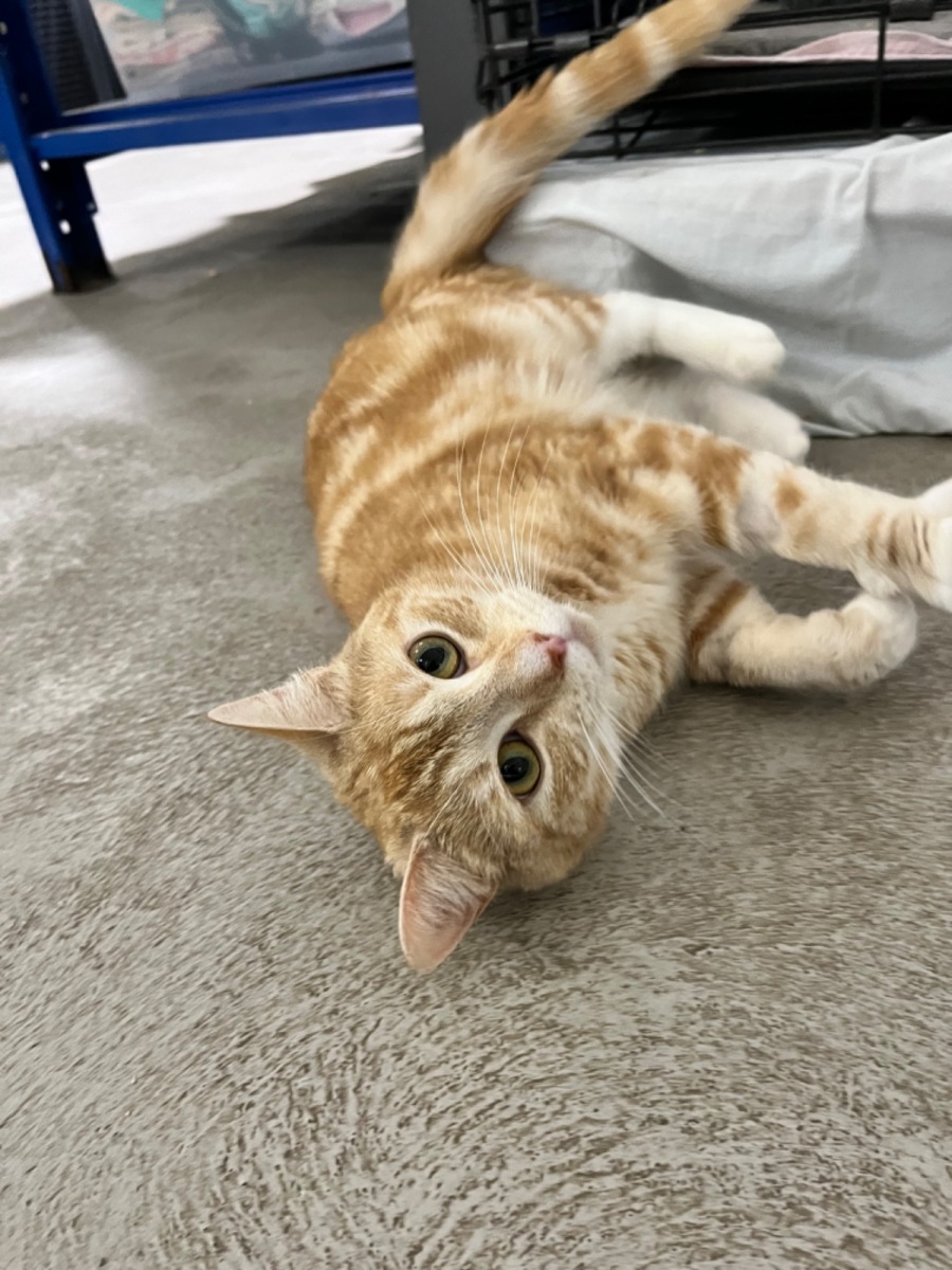 Sahara - Female Domestic Short Hair (DSH) Cat in VIC - PetRescue