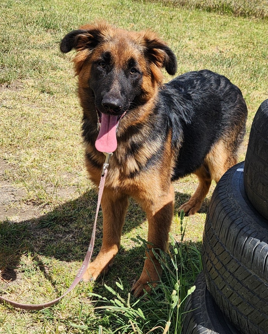 Nymeria (64579) - Large Female German Shepherd Dog Mix Dog in VIC ...