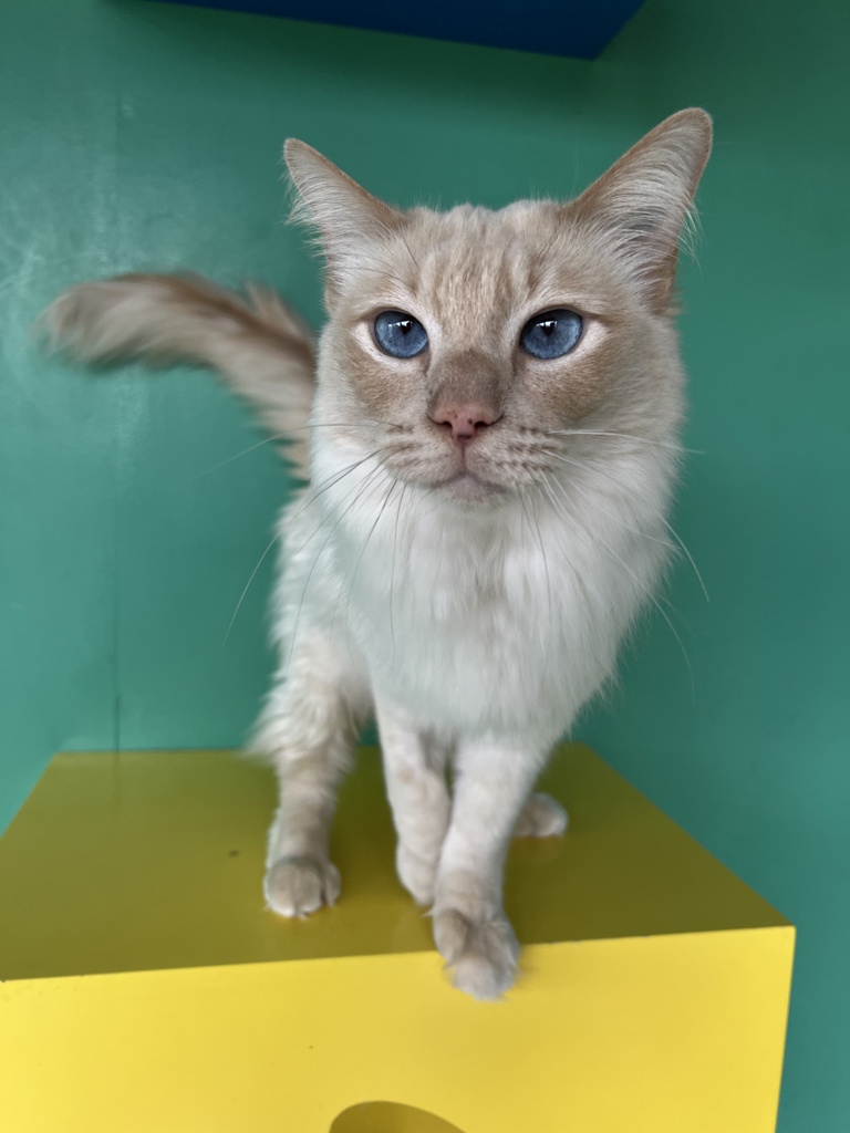 Casper - Male Birman Mix Cat in VIC - PetRescue